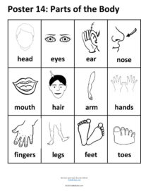 Parts of the Body Poster - The Critical Years