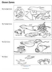 Ocean Zones - The Critical Years