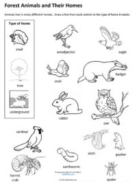 Forest Animals - The Critical Years